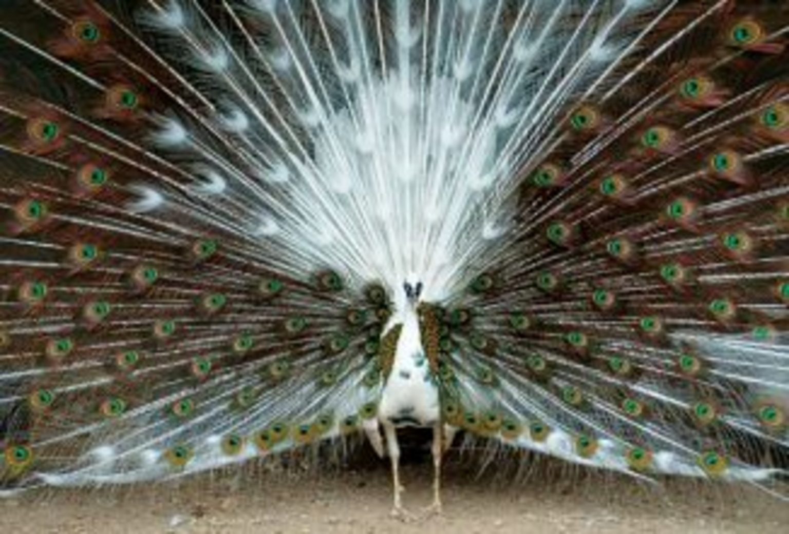 Identifying Peafowl Varieties - Backyard Poultry